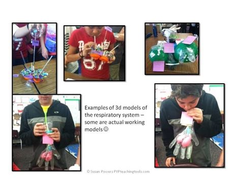 IB PYP Human Body Science Unit Of Inquiry By Susan Powers TPT