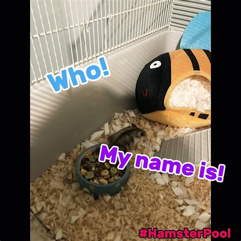 Chika Chika Slim Draco Russiandwarfhamster Youtube