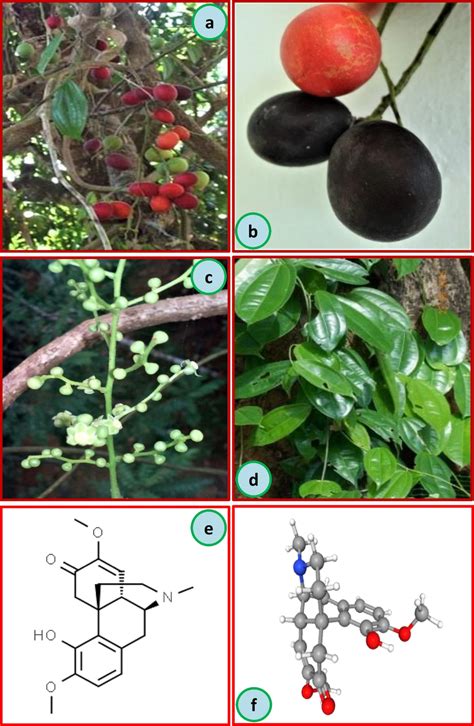 Habit A Fruits B Flowers C And Leaves D Of Haematocarpus
