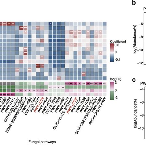 Metabolic Pathways Associated With Fungal Enterotypes A The Fungal Download Scientific Diagram