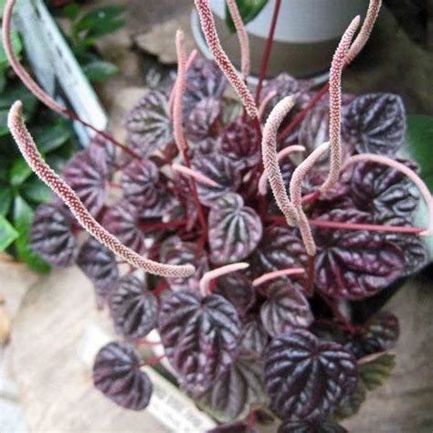 Peperomia Ruby Ripple Australian Plants Online