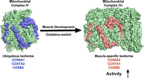 Switching Ubiquitous And Muscle‐specific Isoforms Of Mitochondrial Respiratory Complex Iv In