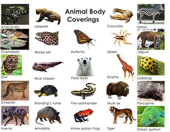 Animal Body Coverings Three Part Cards By Green Tree Montessori Materials