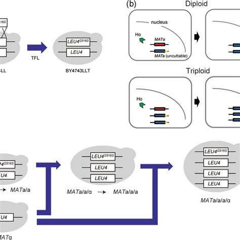 Generation Of Diploid Triploid And Tetraploid Strains With A Hetero Download Scientific
