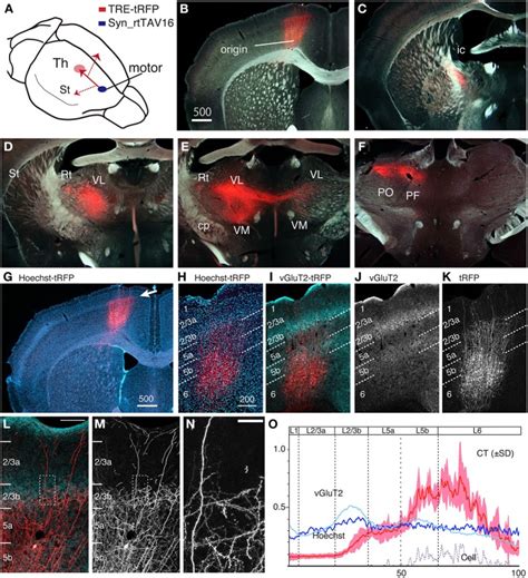 The Intracortical And Extracortical Projection Patterns Of Ct Cells In