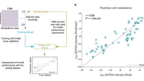 Integrative Single Cell Metabolomics And Phenotypic Profiling Reveals Metabolic Heterogeneity