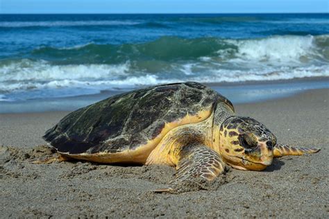 Secret Sea Turtle Nesting Spots On Cumberland Island Touristsecrets