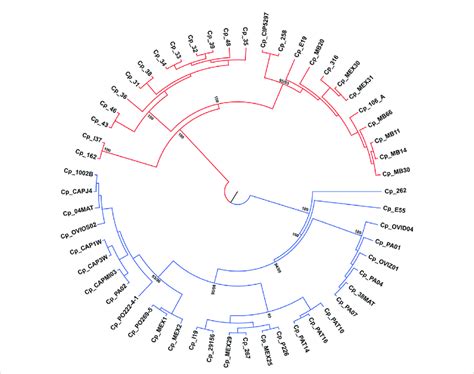 Phylogenetic Tree Reconstruction Of The 54 Genomes Of C Download Scientific Diagram