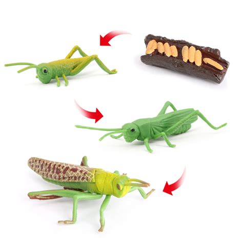 Simulation Nature Grasshopper Growth Preschool Cog Grandado