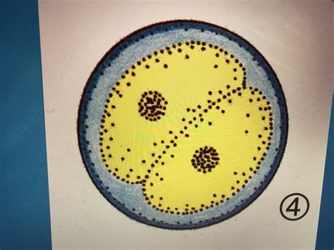 lab 5 and lab 6 bio 233 human development i flashcards quizlet
