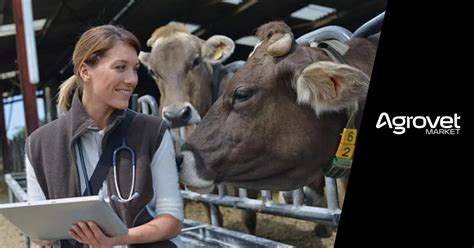 Veterinario Com Vaca Orne Tierarzt Während Einer Kontrolle Der