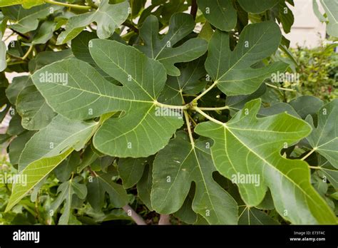 Figs Leaves