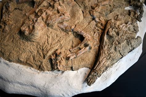 Incredible Fossil Preserves A Crocodile From 12 Million Years Ago Sciencealert