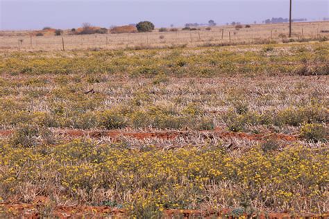 The Answer To Effective Cutworm Control Is Timely Weed Management Sa