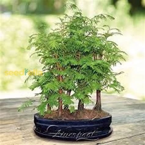 Buy Green Redwood Forest Bonsai Seeds For Planting Grow Your Own