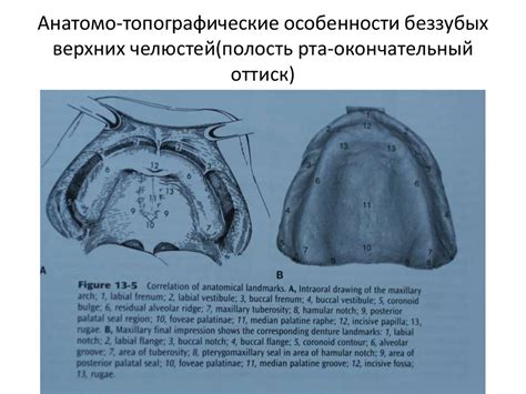 Анатомо топографические особенности строения челюстно лицевой области при полном отсутствии