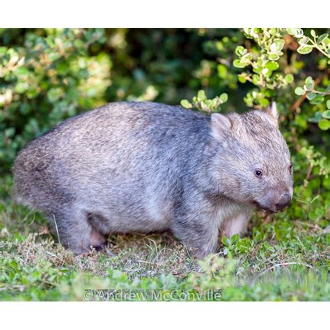 Короткошёрстные вомбаты Vombatus Lifecatalog