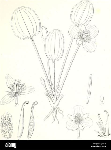 A Botanical Work Featuring Illustrations Of Plant Genera With A Focus