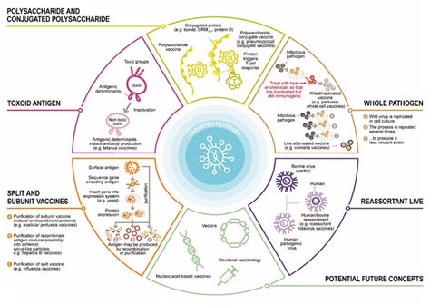 Types Of Vaccines Being Developed Vaccines Can Contain Live Whole Download Scientific Diagram