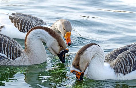 2000 Free Geese And Canada Geese Photos Pixabay