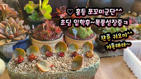 홍등아가~으샤으샤~♥ 야속한 런요니때문에 맘상햇어요ㅠ흥칫뿡 ㅋㅋㅋ옥상다육 옥상하우스 홍등아가씨런요니 Youtube