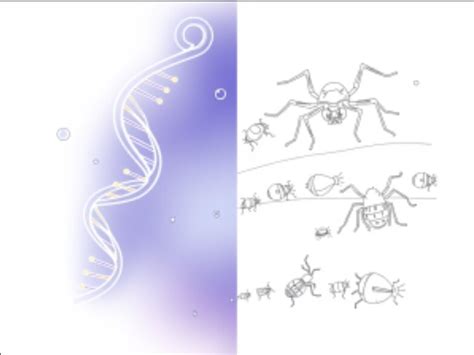 Shaping The Pace Of Life What Is The Role Of Development In Evolution