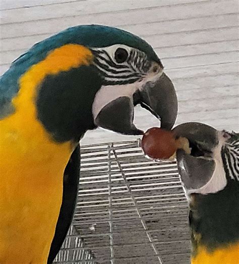 Blue Throated Macaw