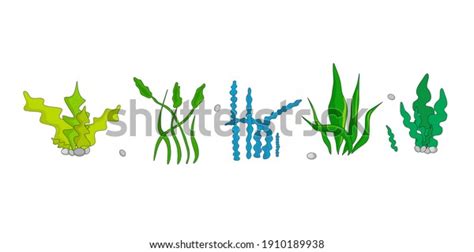 Set Vector Illustrations Algae Cartoon Style Stock Vector Royalty Free
