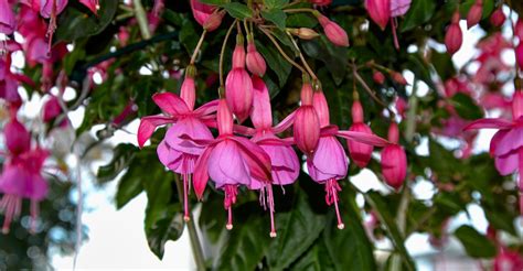 9 Flower Meanings That Add Hidden Depth To Any Bouquet