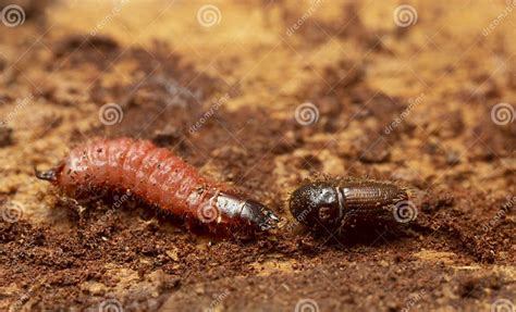 Ant Beetle Thanasimus Formicarius Larva And European Spruce Bark
