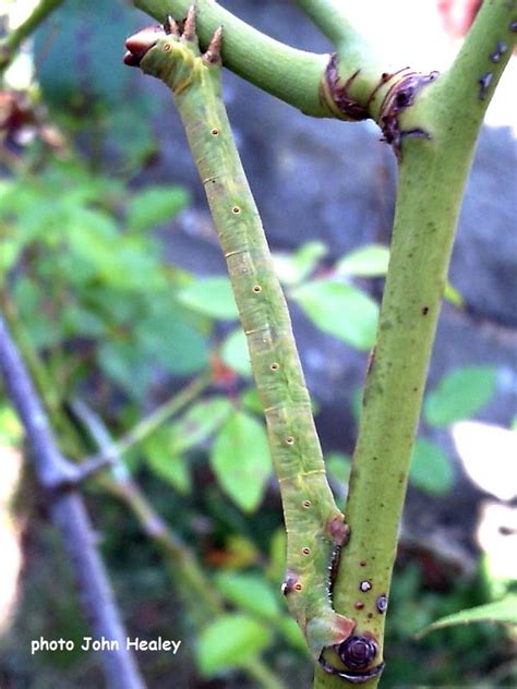 Peppered Moth And Caterpillar Biston Betularia Wildlife Insight