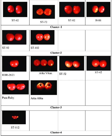 Clustering Patterns Of Thirteen Genotypes Of Tomato On The Basis Of