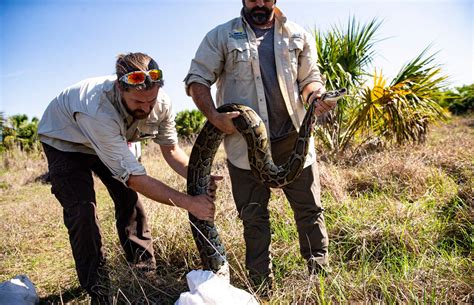 How Do You Kill A Burmese Python Q And A About The Dangerous Snakes