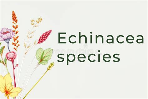 Echinacea Species Title Text Word Medicinal Herb Stock Illustration