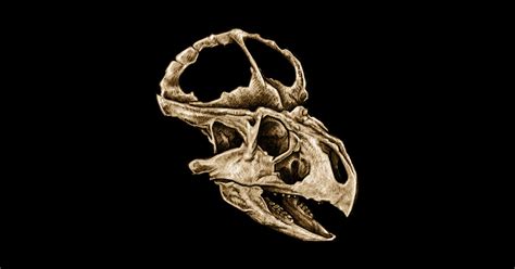 Dinosaur Skull Protoceratops Protoceratops Sticker Teepublic