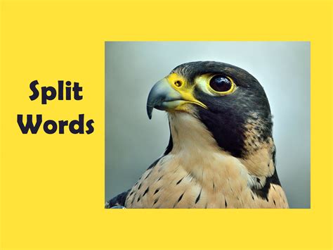 Split Words Word Game Birds Of Prey Marias Place