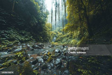 Indonesia Jungle Photos And Premium High Res Pictures Getty Images