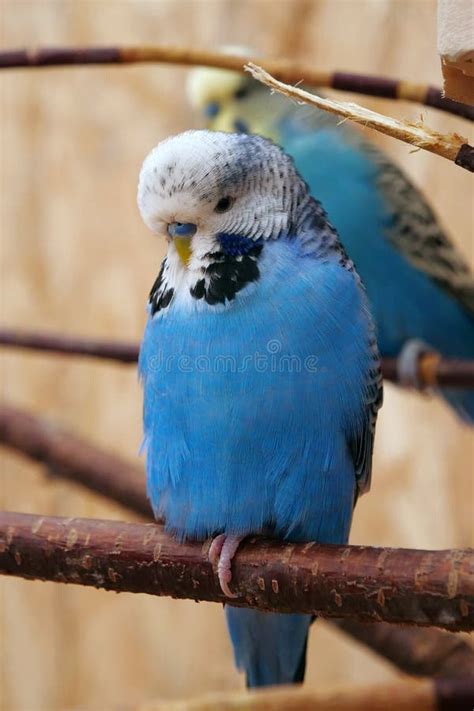 Beautiful Parrot With Yellow Beak Blue Black And White Feathers Stock