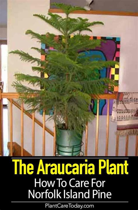 Norfolk Island Pine Care How To Grow The Araucaria Plant