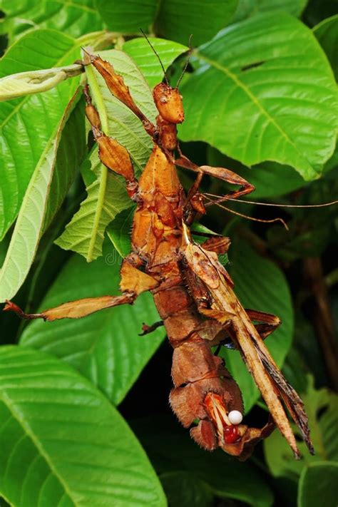 A Pair Of Giant Prickly Stick Insects Mating On A Guava Tree Stock Photo Image Of Hidden