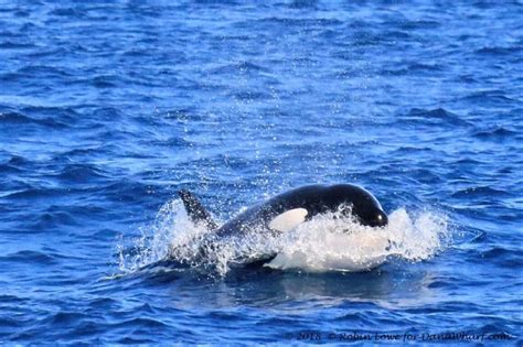 Southern California Orca Migration A Fascinating Journey