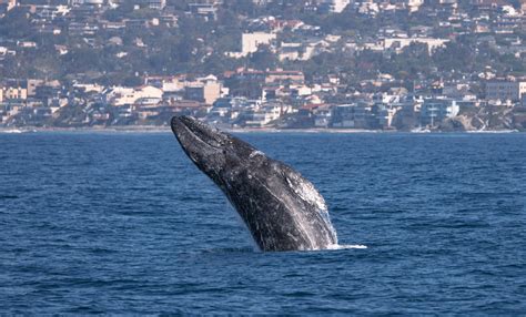 Gray Whales Are Dying At An Alarming Rate When Entering A California
