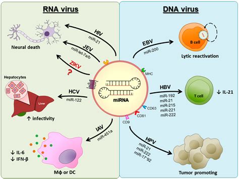 Cells Free Full Text Delivery Of MicroRNAs By Extracellular Vesicles In Viral Infections