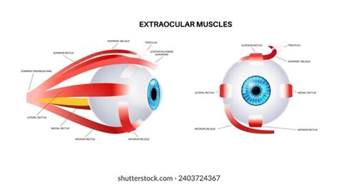 Extraocular Muscles Anatomy Structure Human Eye Stock Vector Royalty
