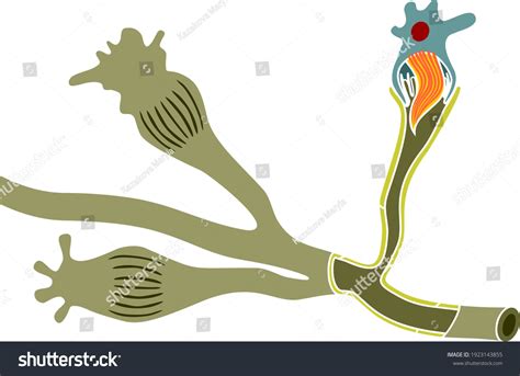 Flatworm Flame Cell Structure Element Excretory Stock Vector Royalty