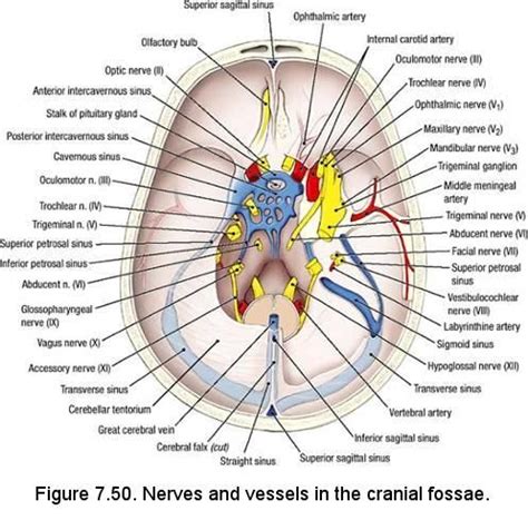 Nerves And Vessels In The Cranial Fossae Human Brain Anatomy Cranial