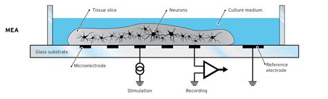 Microelectrode Array Nmi Technologie Transfer Gmbh