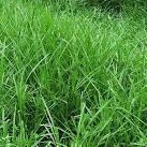 Gini Grass 500 Pse Bd