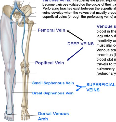 Lesser Saphenous Vein