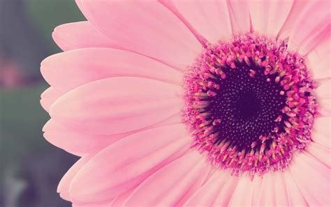 100 Girly Laptop Wallpapers 100 Girly Laptop Wallpapers